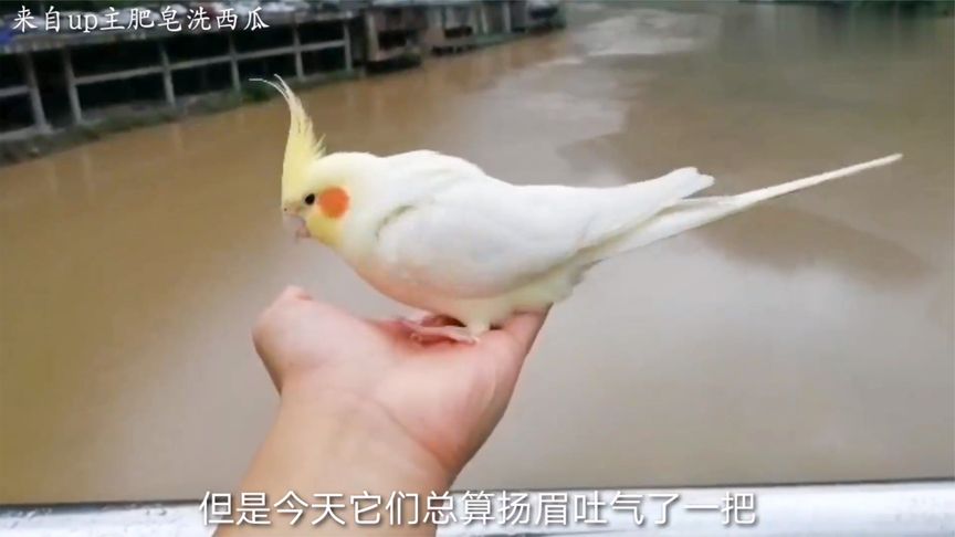 3分钟带你看完最萌鸟类排行榜(上篇),话说都有谁上榜了呢?