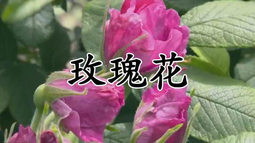 玫瑰花的作用与禁忌,您喝对了吗?