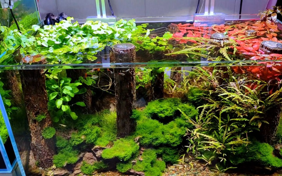 你们喜欢的森林草缸造景 终于来了,超详细的制作教程.收藏版.