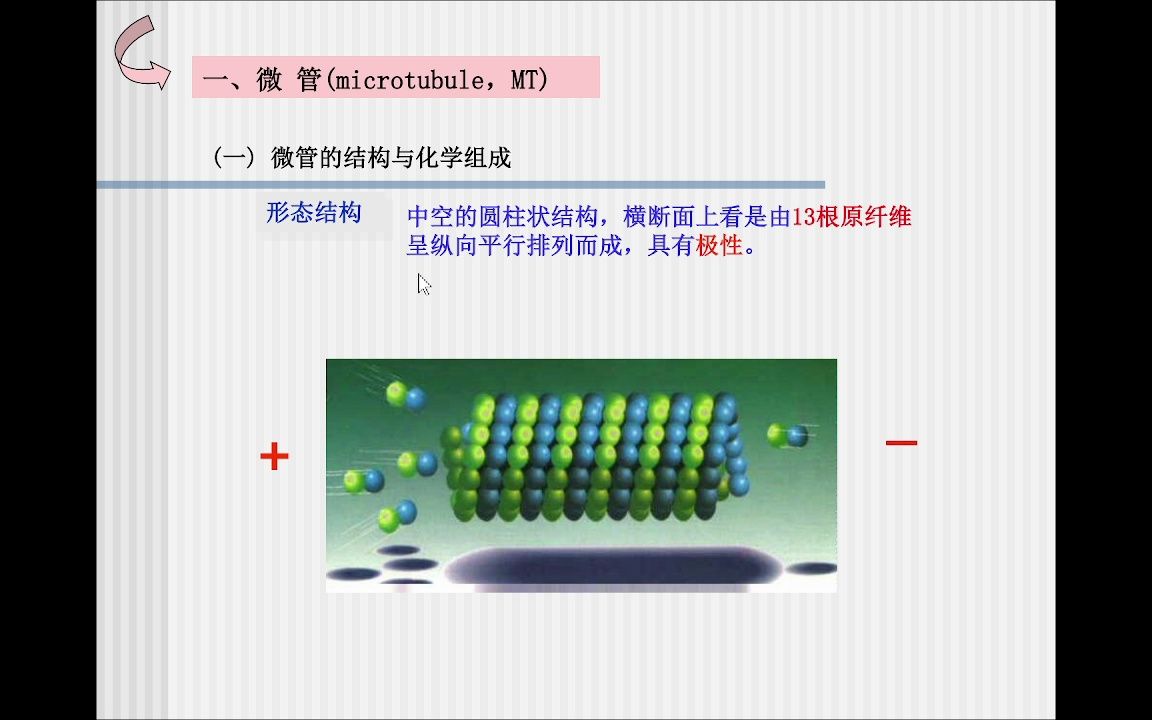 细胞生物学课堂——细胞骨架
