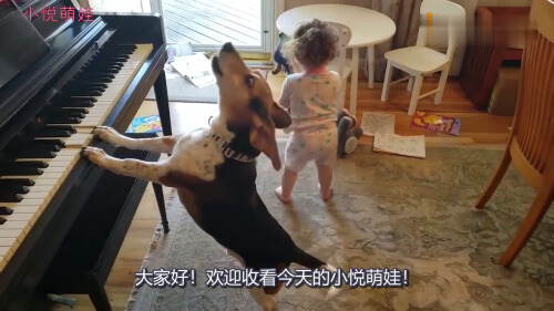 宝宝跟狗狗一起演出,宝宝跳舞狗狗弹钢琴,完美组合