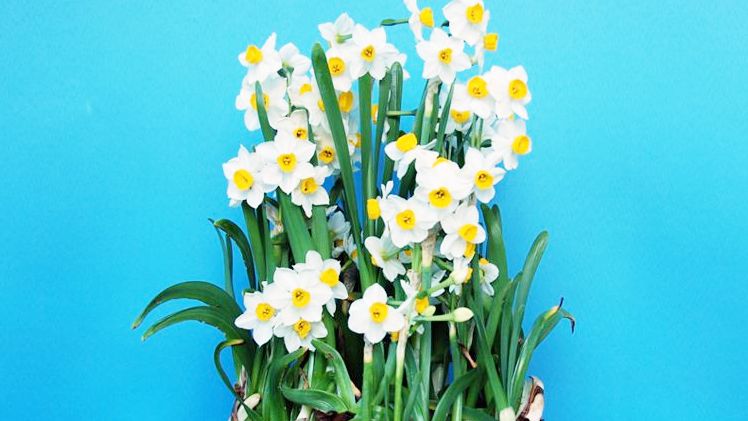 水仙花土培方法,种植过程简单发芽快,成活率提高90%