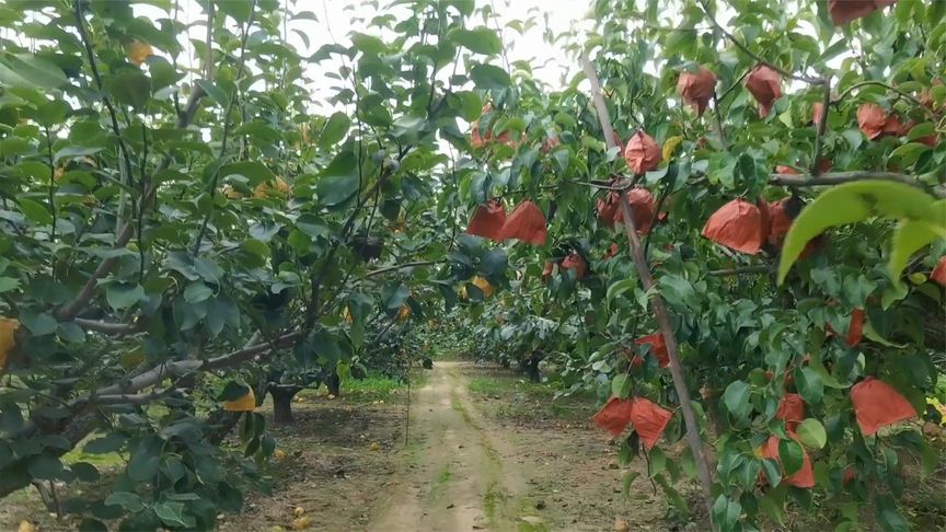 皖北农村,终于盼到梨子成熟了,预报明天有大雨,赶紧去摘梨喽