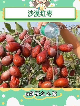 在沙漠里长大的红枣 #优质农产品 #和田大枣 #新疆特产