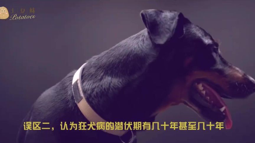 带你认清狂犬病的三大误区,并不是只有狗狗身上才有狂犬病毒