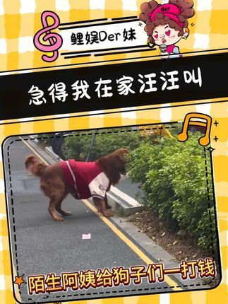 阿姨其实我是狗变的啊(素材来源:@是凯撒呐