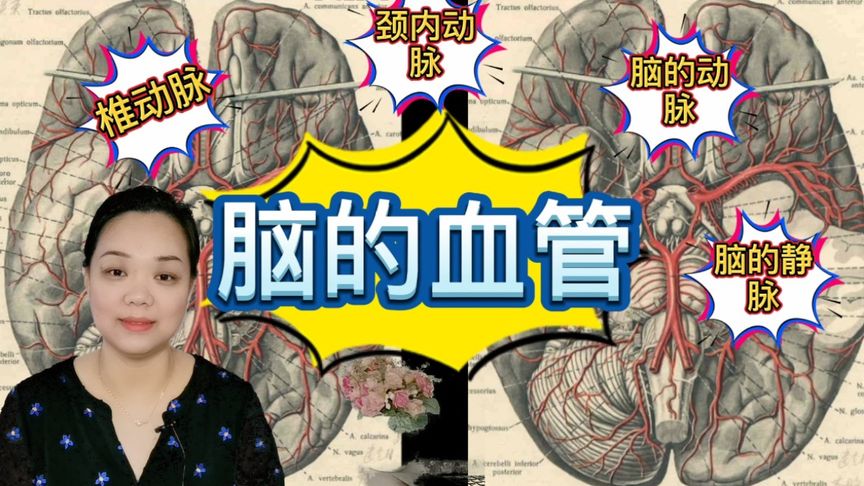 脑出血又称脑溢血,解剖教师讲脑的血管,看看脑的动脉和静脉
