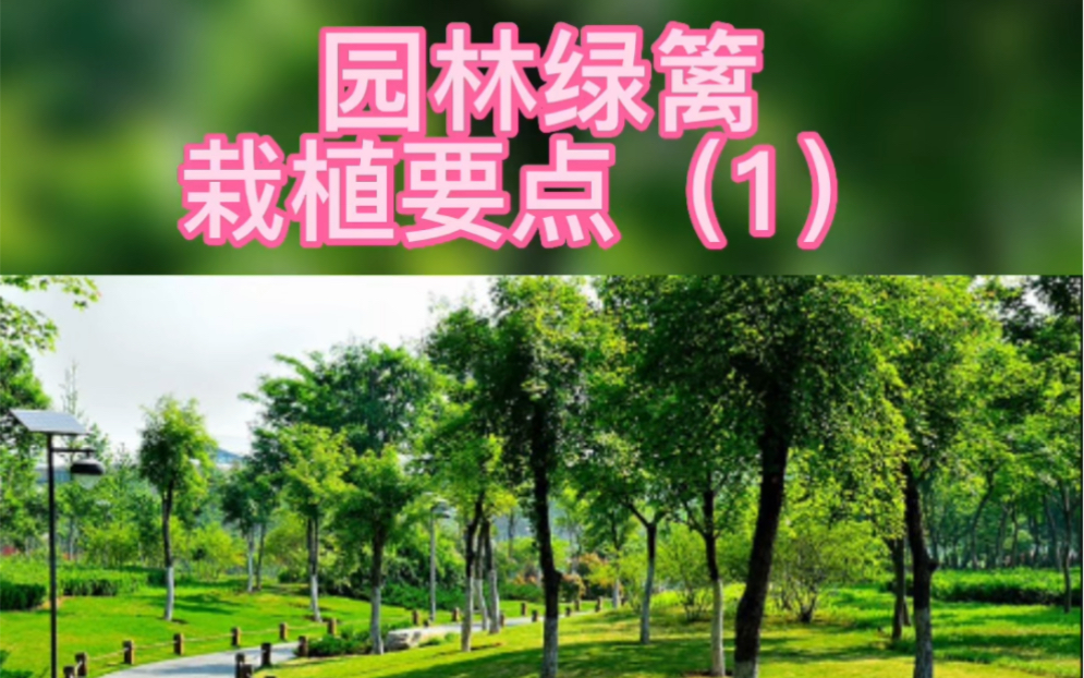 园林绿篱栽植技术2,邀请大家分享评论