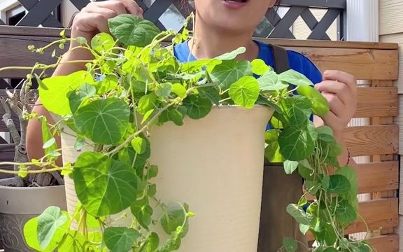 爬藤小能手#山乌龟,种盆里比绿萝还好看,叶子也能长成绿窗帘#爱生活...