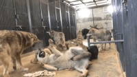 野狼谷的群狼打斗场面, 看过的网友都说比藏獒强悍多了