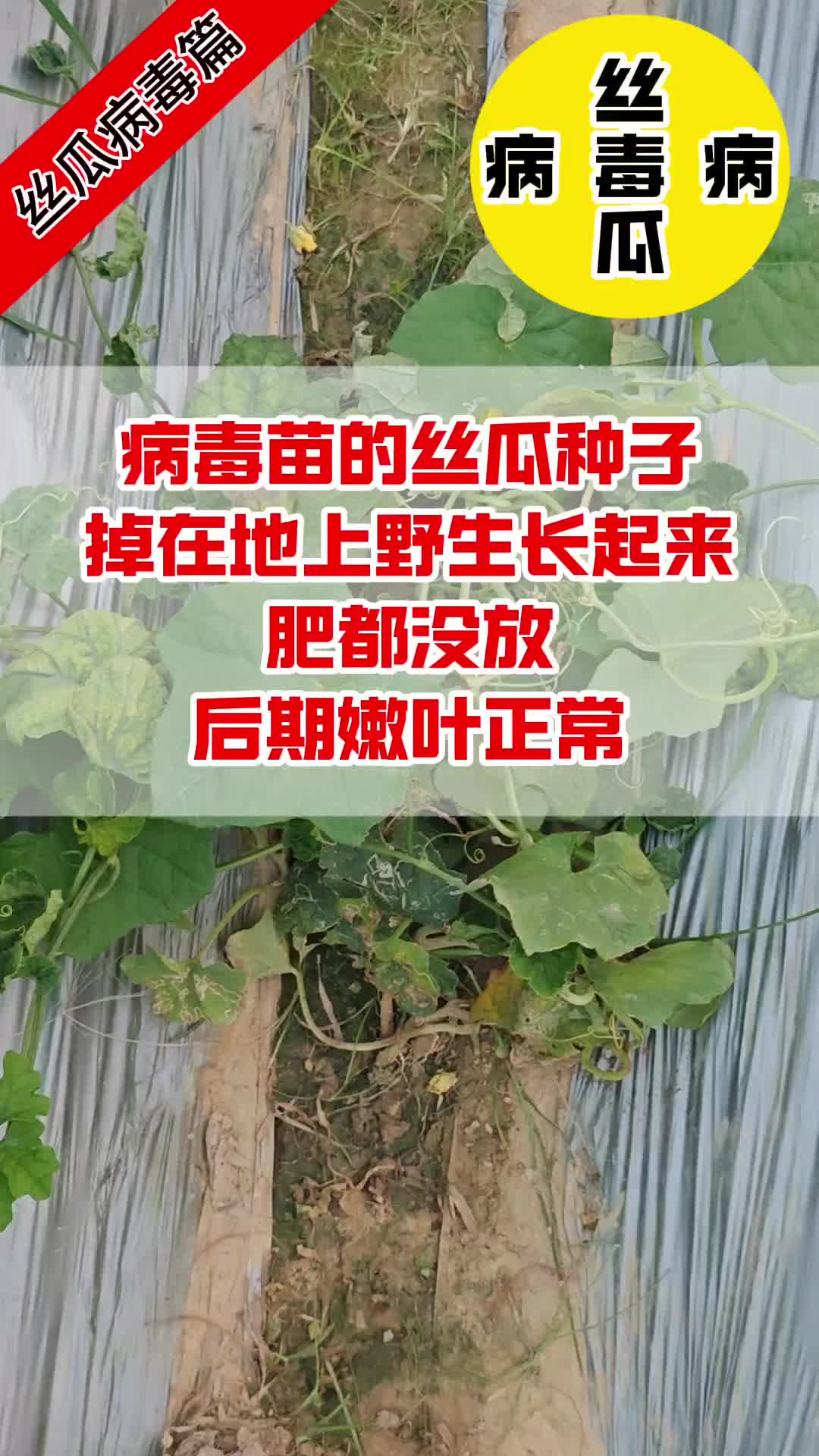 病毒苗掉下来的野生丝瓜种,生长过程病毒表现。 病毒苗掉下来的野生...