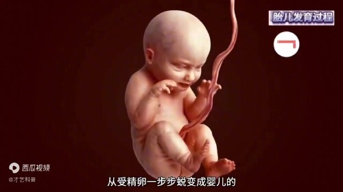 10月孕期全过程,新手妈妈必看!