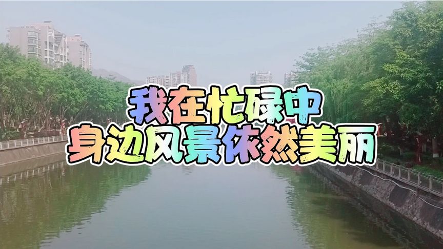 忙碌的状态,凤凰花依旧盛开,木棉已经到了棉絮飞舞种子传播时节