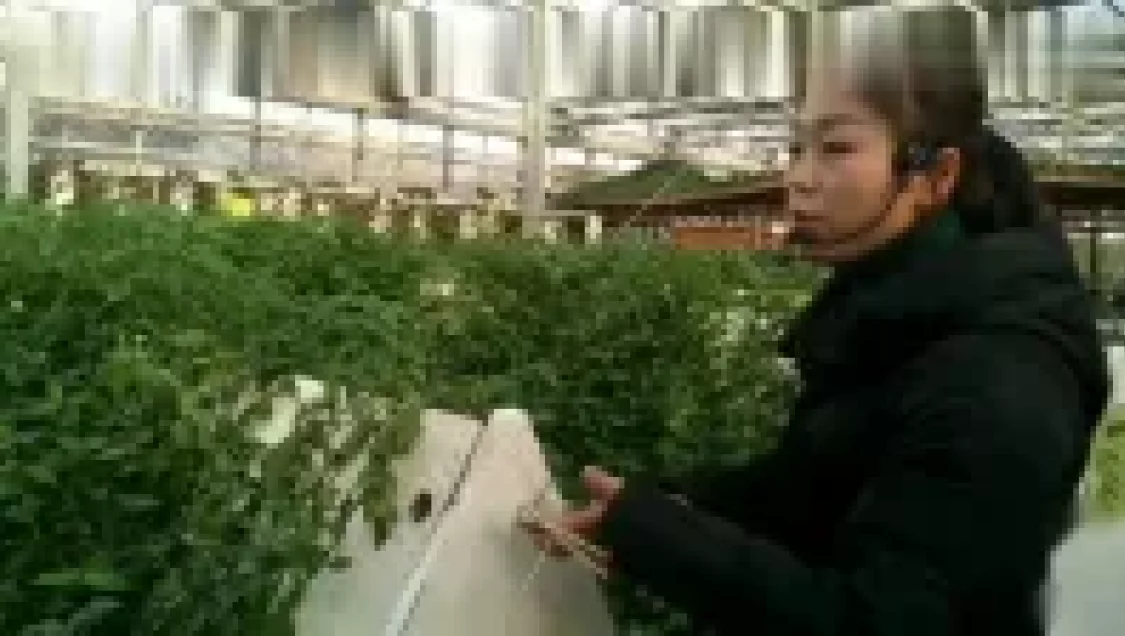 无土栽培新技术,下用养鱼上面种菜,你见过吗