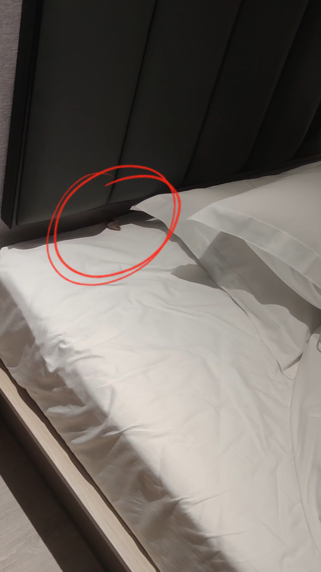 女子和朋友入住酒店,枕头中掉出老鼠被吓到尖叫:店长已诚恳道歉