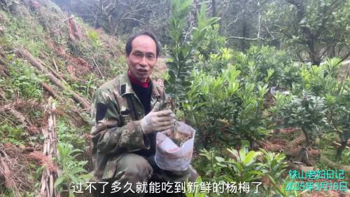 春天栽夏结果,杨梅树结果有这么快吗 苗木的栽培与管理