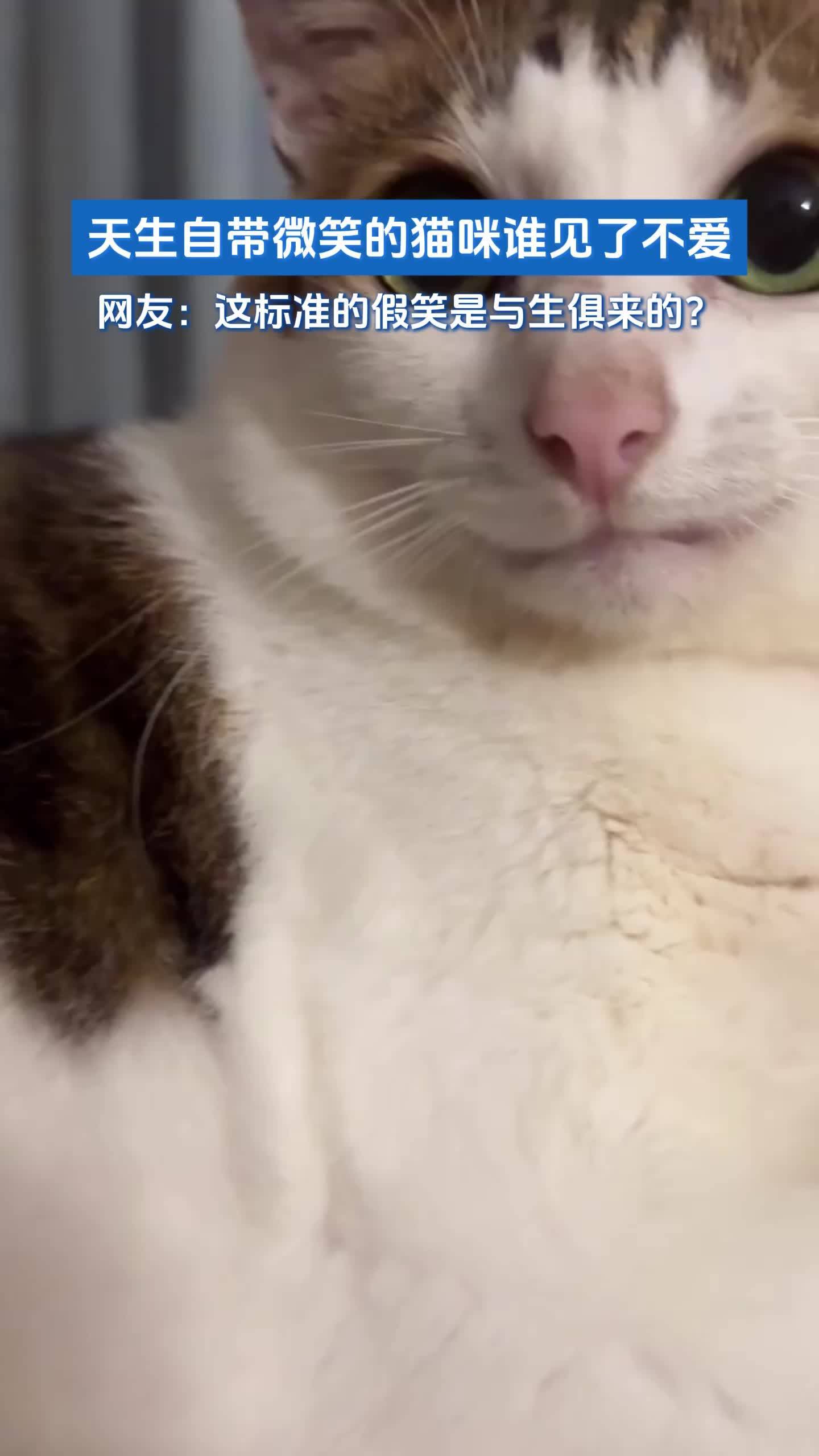 天生自带微笑的猫咪谁见了不爱?网友:这标准的假笑是与生俱来的
