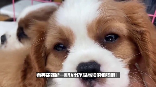 小狗的外形特点描写简短