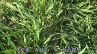 乡村小北为大家讲解,小麦的种植方法和技巧