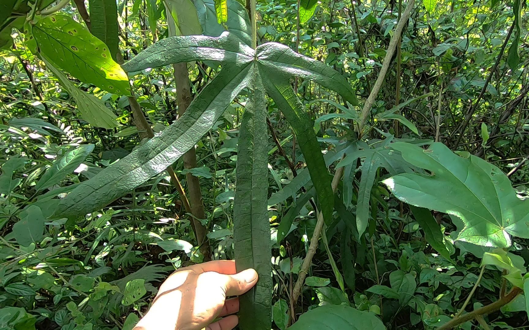 好药材,它的根堪称广东人参,煲汤时奶香味四溢,而且价格挺贵的