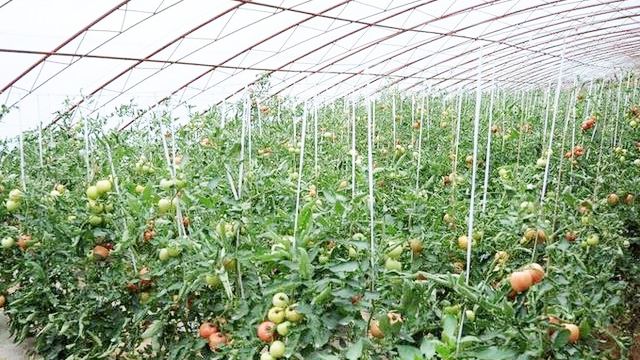 尿素怎样用效果最好？看完会让你大开眼界，农民又学到了新知识