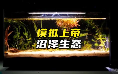 上帝模拟器 用45天的时间打造一个沼泽生态系统