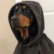 秃头的二狗 