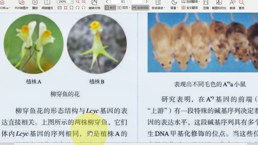 读课本,新人教版必修2基因表达与性状的关系“表观遗传”