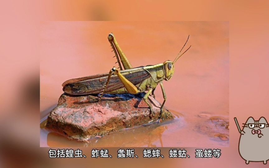【昆虫学小知识】8、昆虫纲几个目的介绍
