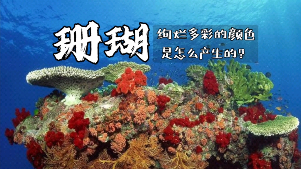 珊瑚绚烂多彩的颜色是怎么形成的?