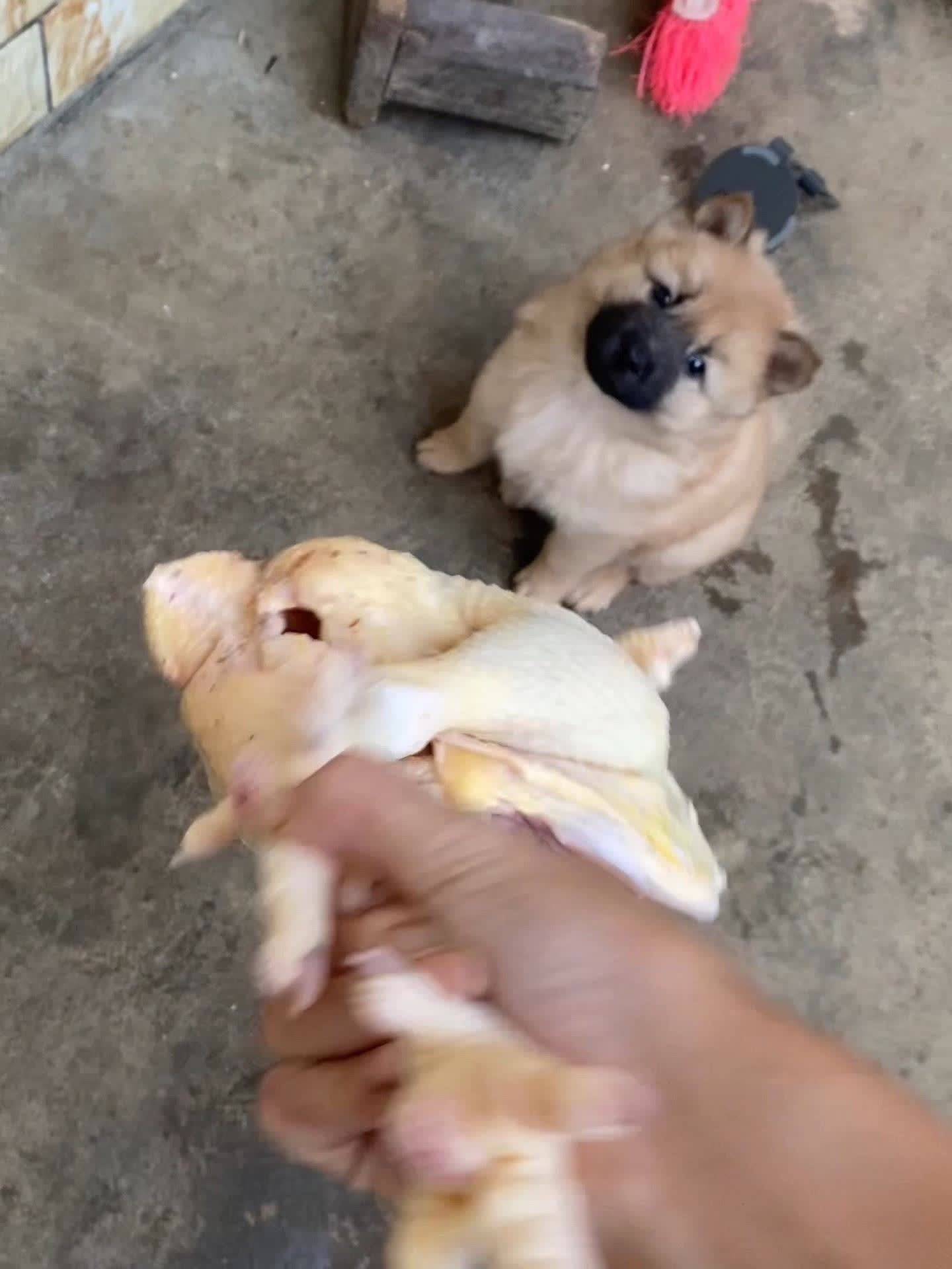 狗:玩不起 小奶狗 中华田园犬 萌到爆炸了