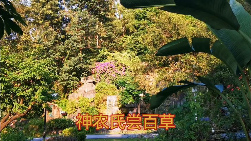 打卡断肠草这植物,不要不知道,来看看,认识认识,千万不可摘采