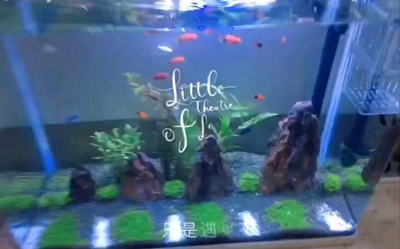 要你钱100家用鱼缸开缸第二天