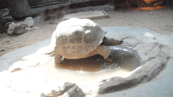 全球寿命最长的乌龟:从乾隆年间硬是活到现代,送走了3代饲养员