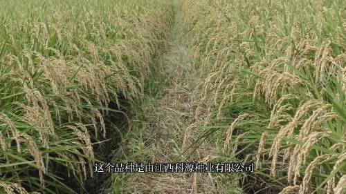 江早367:亩产惊人!这个水稻品种为何让农民争相种植?