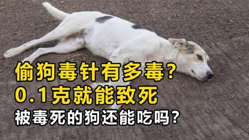毒狗针究竟有多毒?误伤到人2分钟即死,被毒死的狗还能吃吗