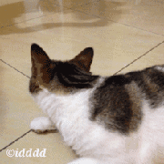 敬爱的喵总 