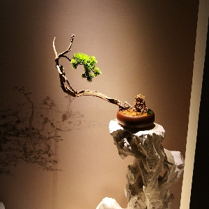 禽龙食草不食肉 