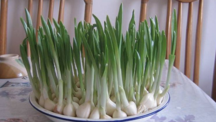 蒜苗这样种不用土,天天都能吃上新鲜蒜苗,一家人夸我种的蒜苗好