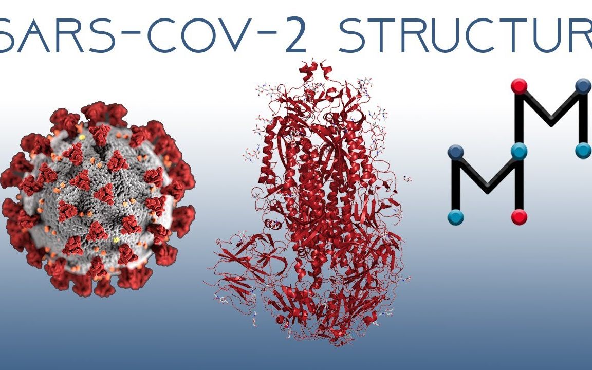 SARS-CoV-2 Structure (COVID-19 Coronavirus)新冠病毒的结构