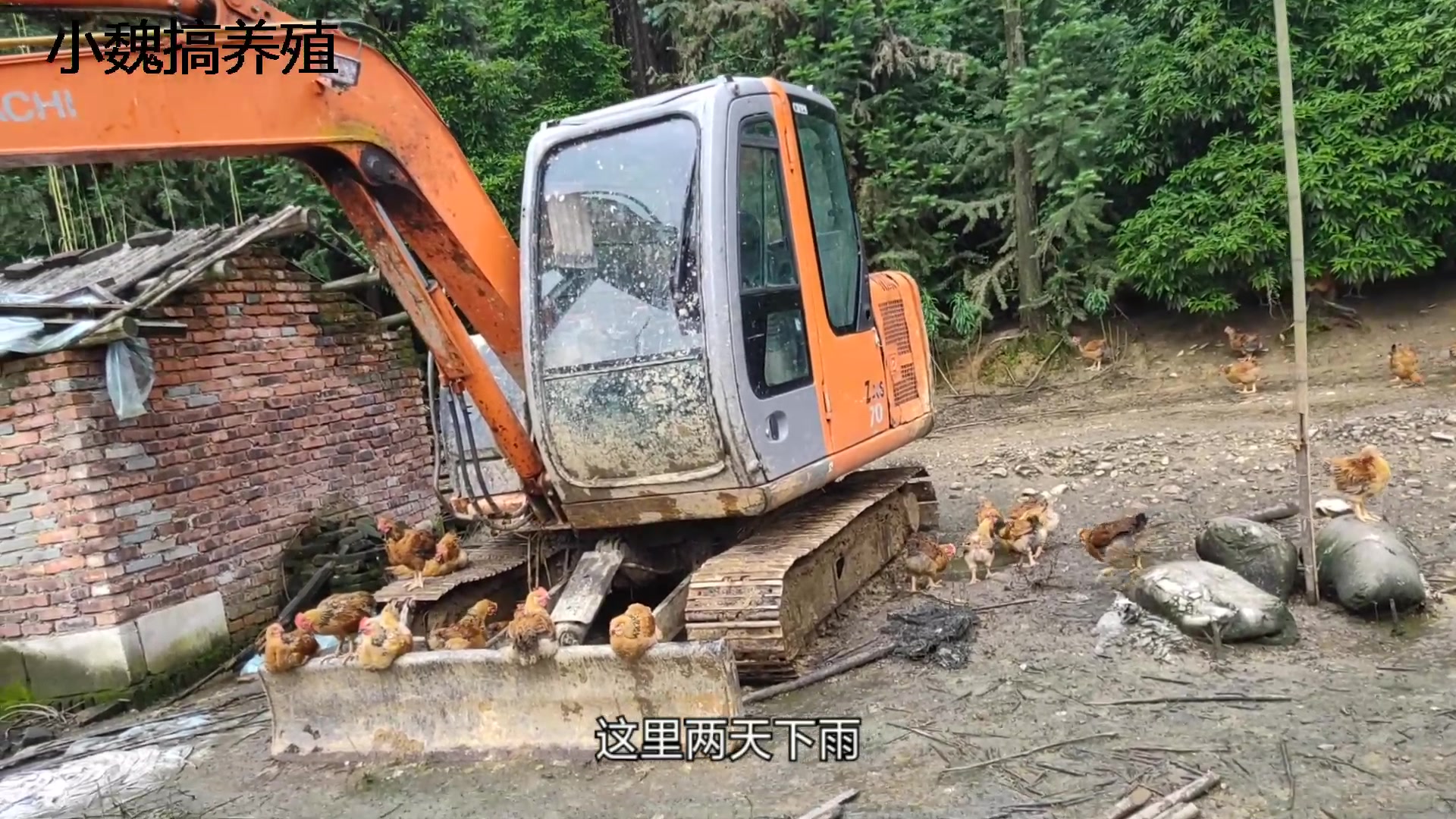 昨晚下大暴雨发洪水，小魏池塘被冲垮鱼全跑了，鸡舍被淹