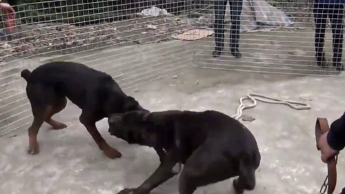 藏獒大战比特犬罕见影像,没想到藏獒战斗力这么强!比特犬打不过
