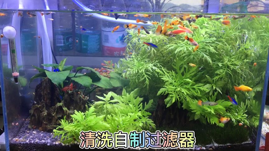 换水后,发现鱼缸水有点浑浊,一起清洗下自制的简易过滤器
