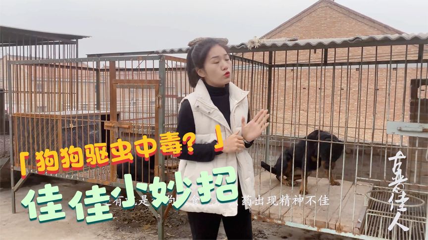 一不小心驱虫药喂多了导致狗狗中毒?佳佳这里有妙招,轻松解毒