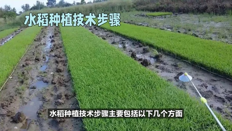 水稻种植技术步骤