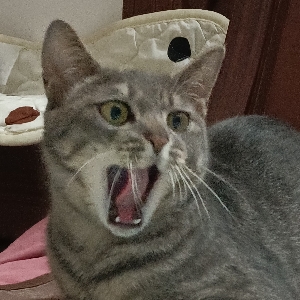 我终于有猫猫了 