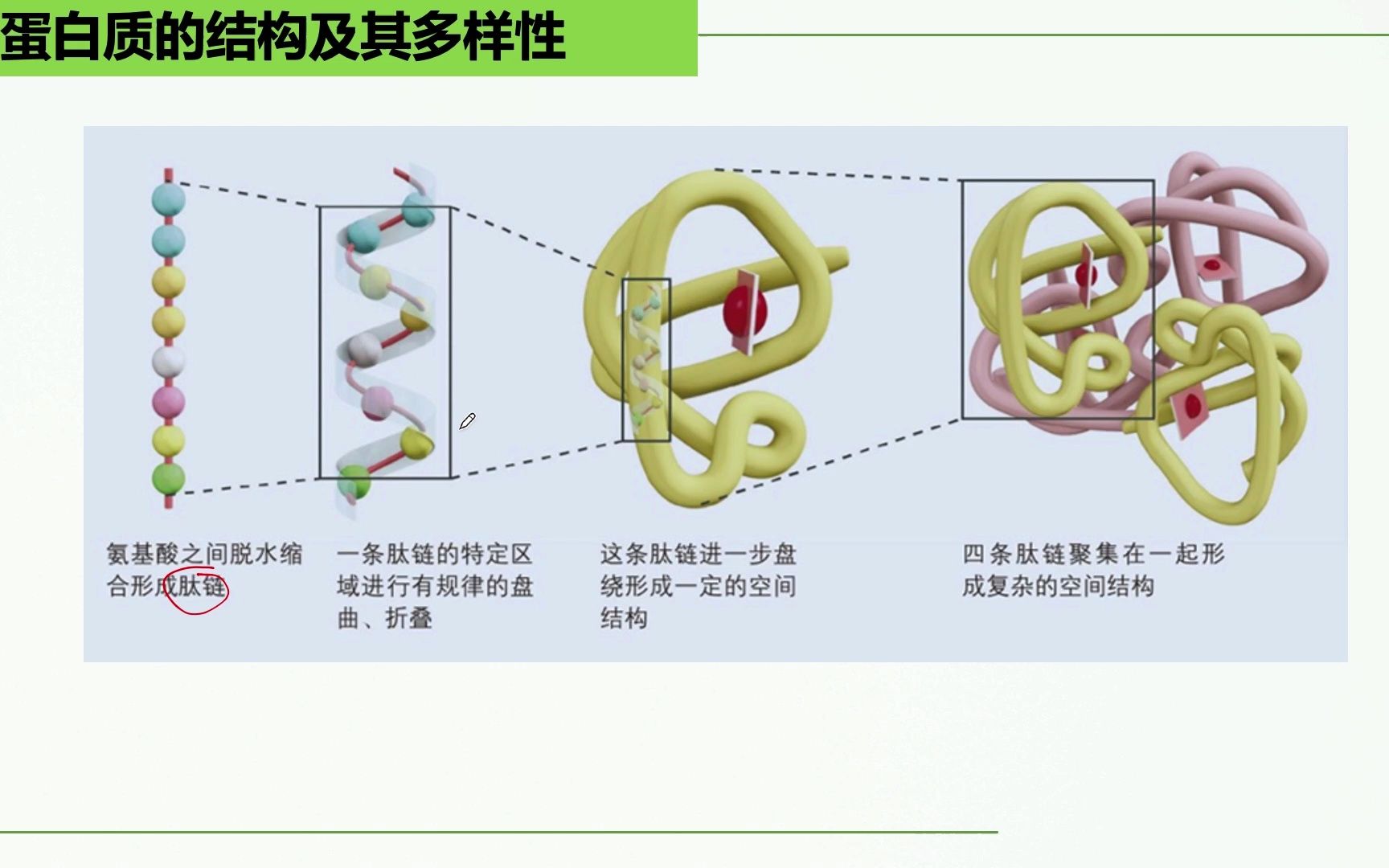 【2023生物学必修1】2.4-2蛋白质是生命活动的主要承担者 氨基酸多...