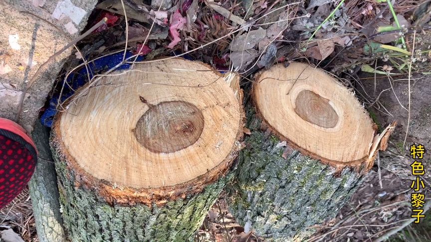 自家门前这么大一棵香樟树,大家觉得应该市值多少