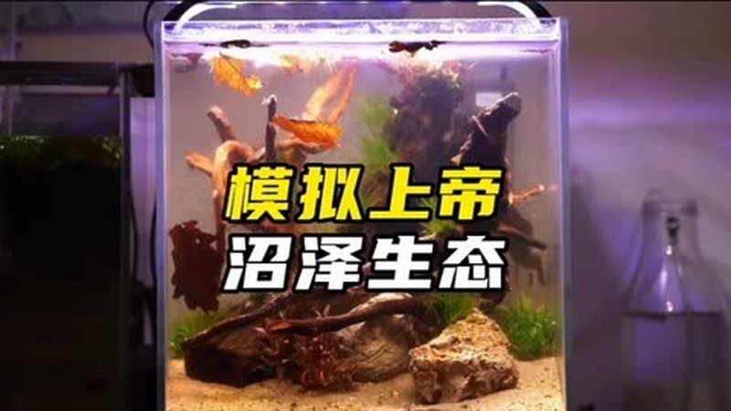 上帝模拟器:用180天来打造一个沼泽生态系统