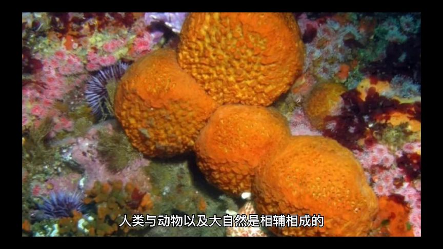 人类与动物的关系